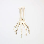 Skeleton Hand Wall Hook – Ruta European Artistry